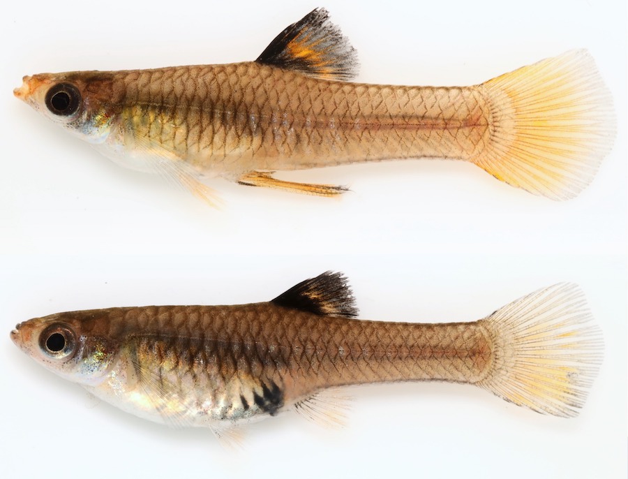 Genital evolution in poeciliid fishes – Extremophile Fishes: Ecology ...